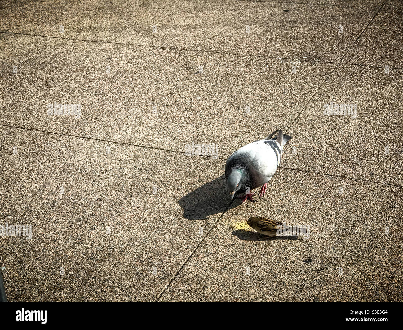 Bread crumbs birds hi-res stock photography and images - Alamy