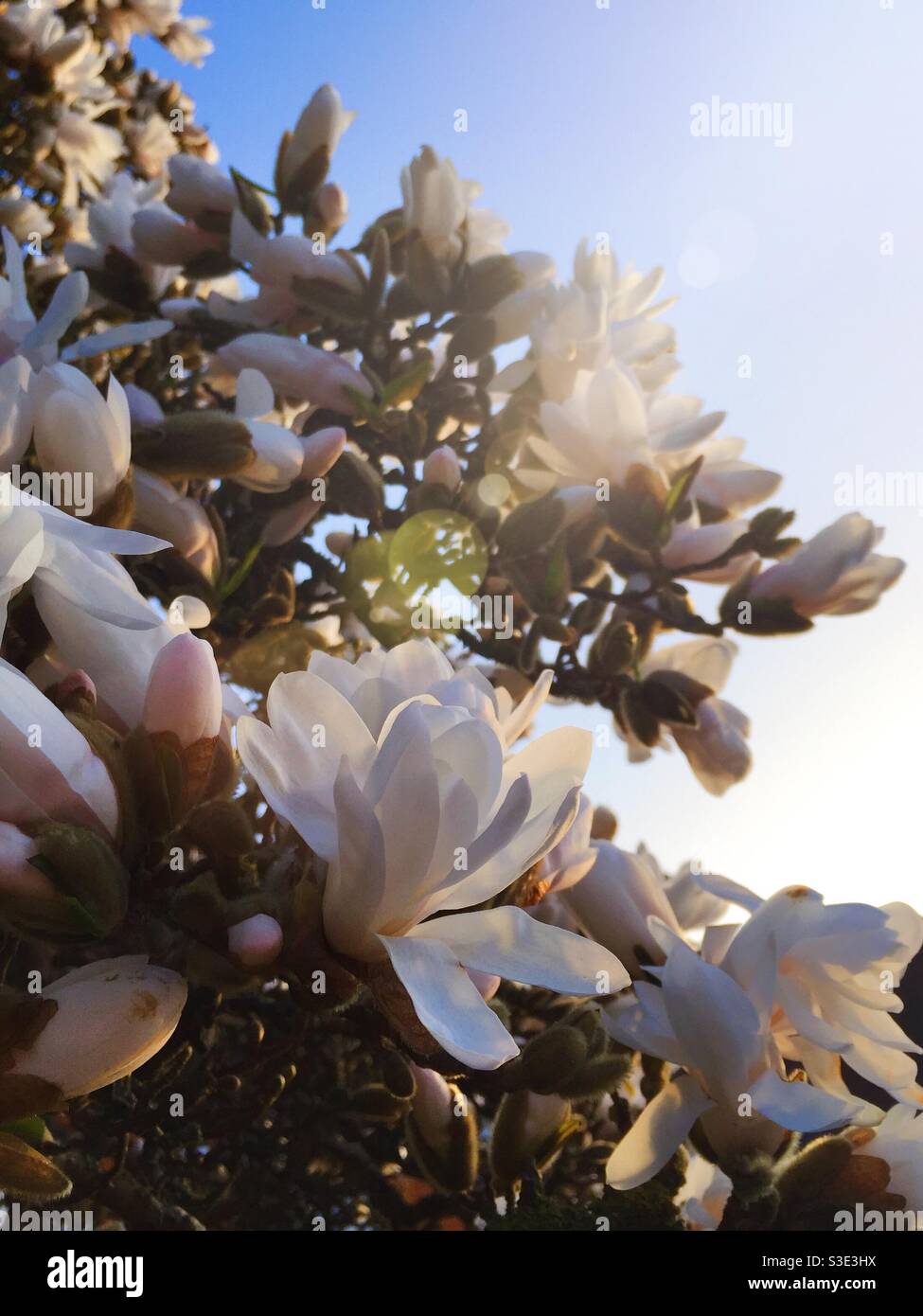 Magnolia tree full bloom hi-res stock photography and images - Alamy