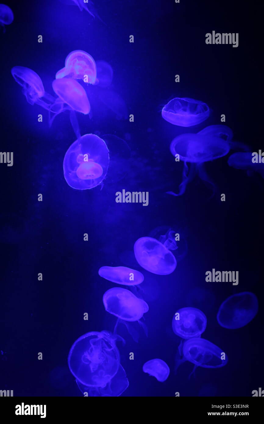 Fluorescent Blue High Resolution Stock Photography and Images - Alamy