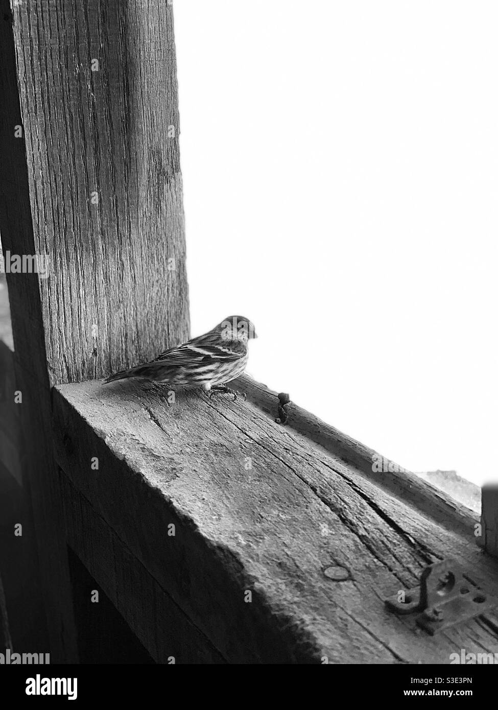 Birds window Black and White Stock Photos & Images - Alamy