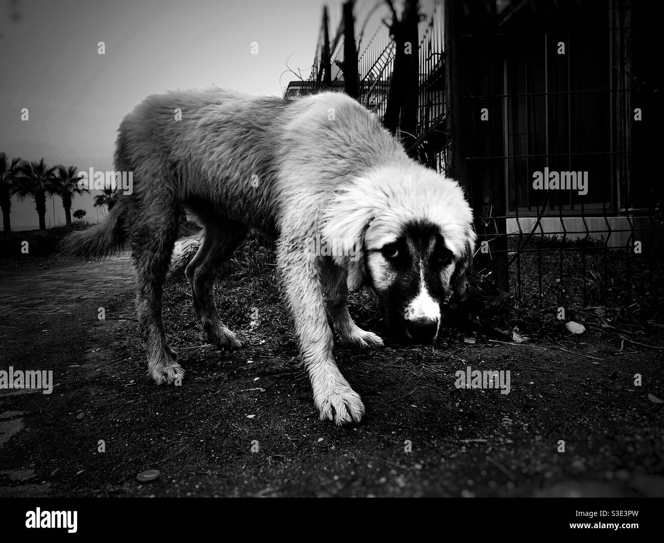 Stray dog looking shy or afraid Stock Photo - Alamy
