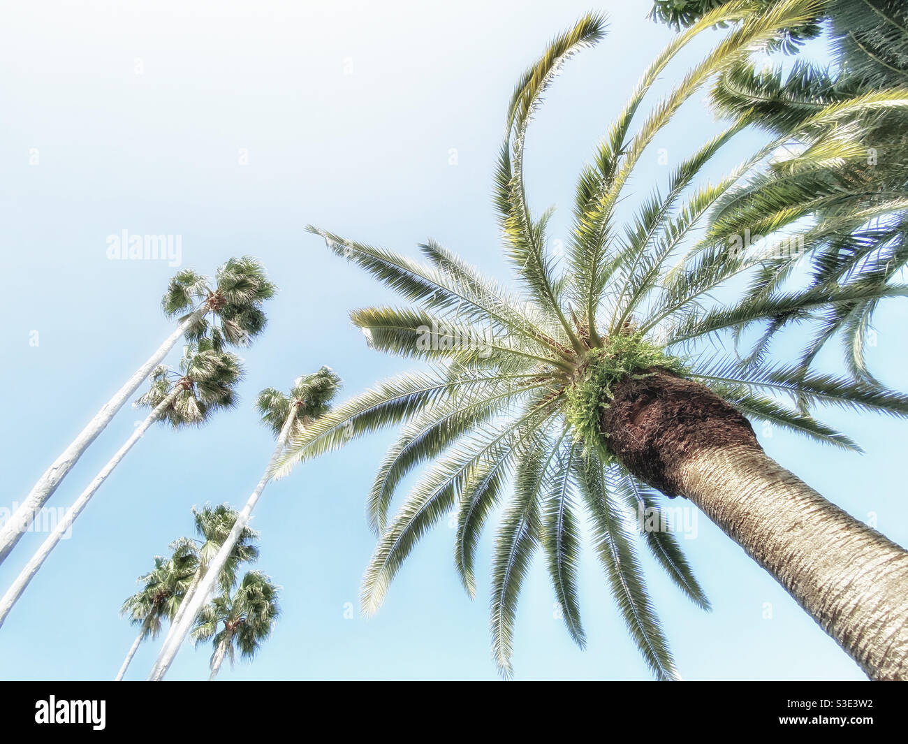 Low angle view of palm trees Stock Photo - Alamy