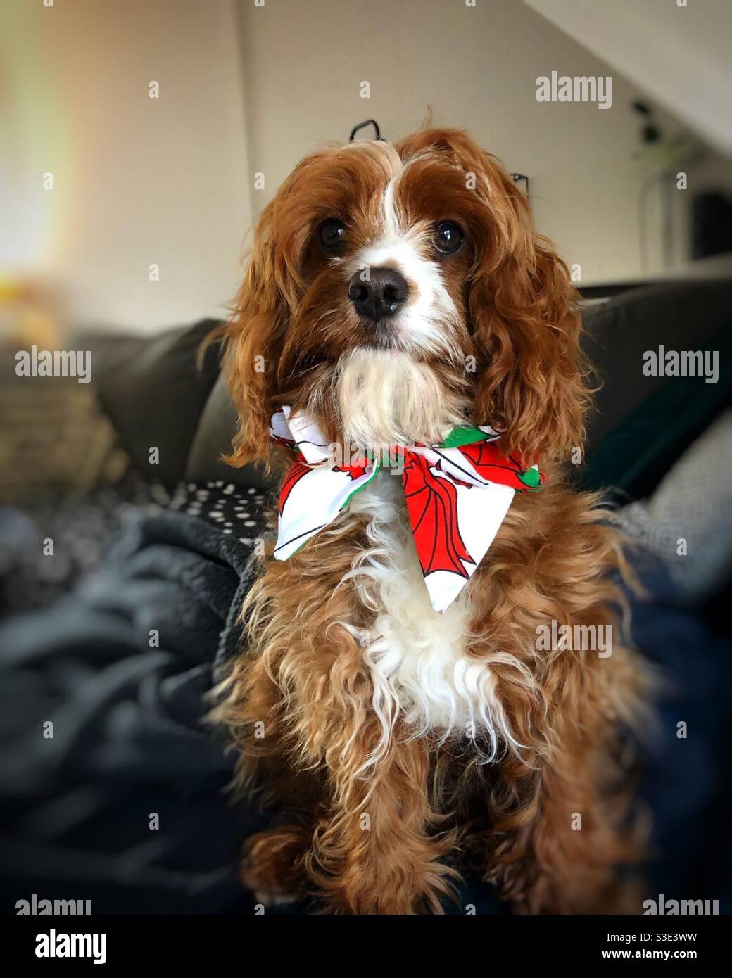 Cavapoo dog with Welsh flag bow tie Stock Photo - Alamy