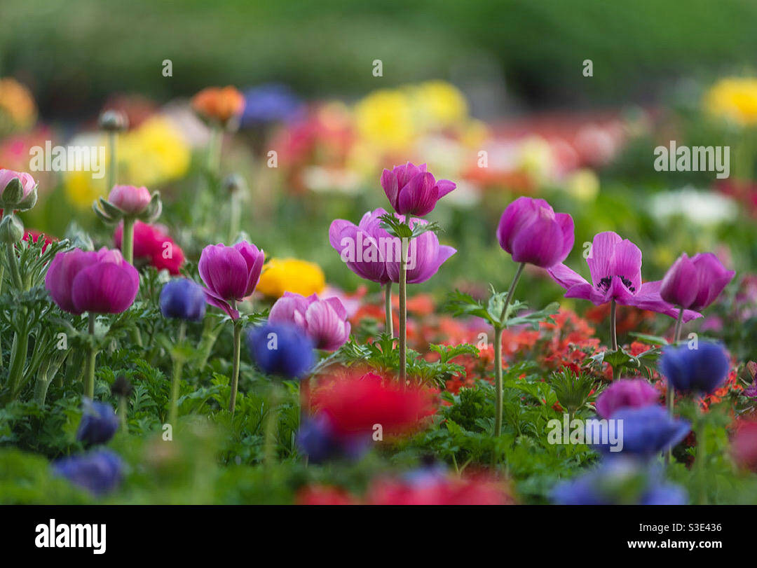 Magenta anemone hi-res stock photography and images - Alamy