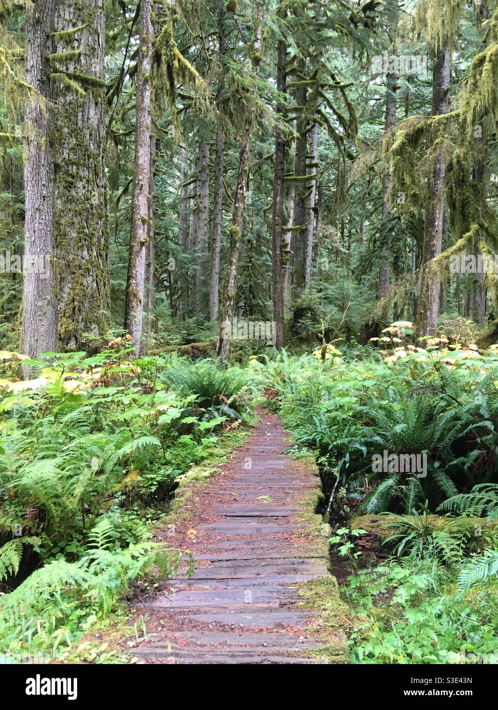 Mount rainier national forest hi-res stock photography and images - Alamy