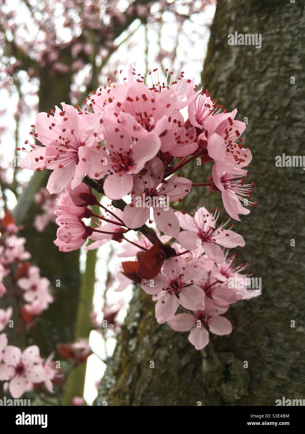 Spring sprig hi-res stock photography and images - Alamy