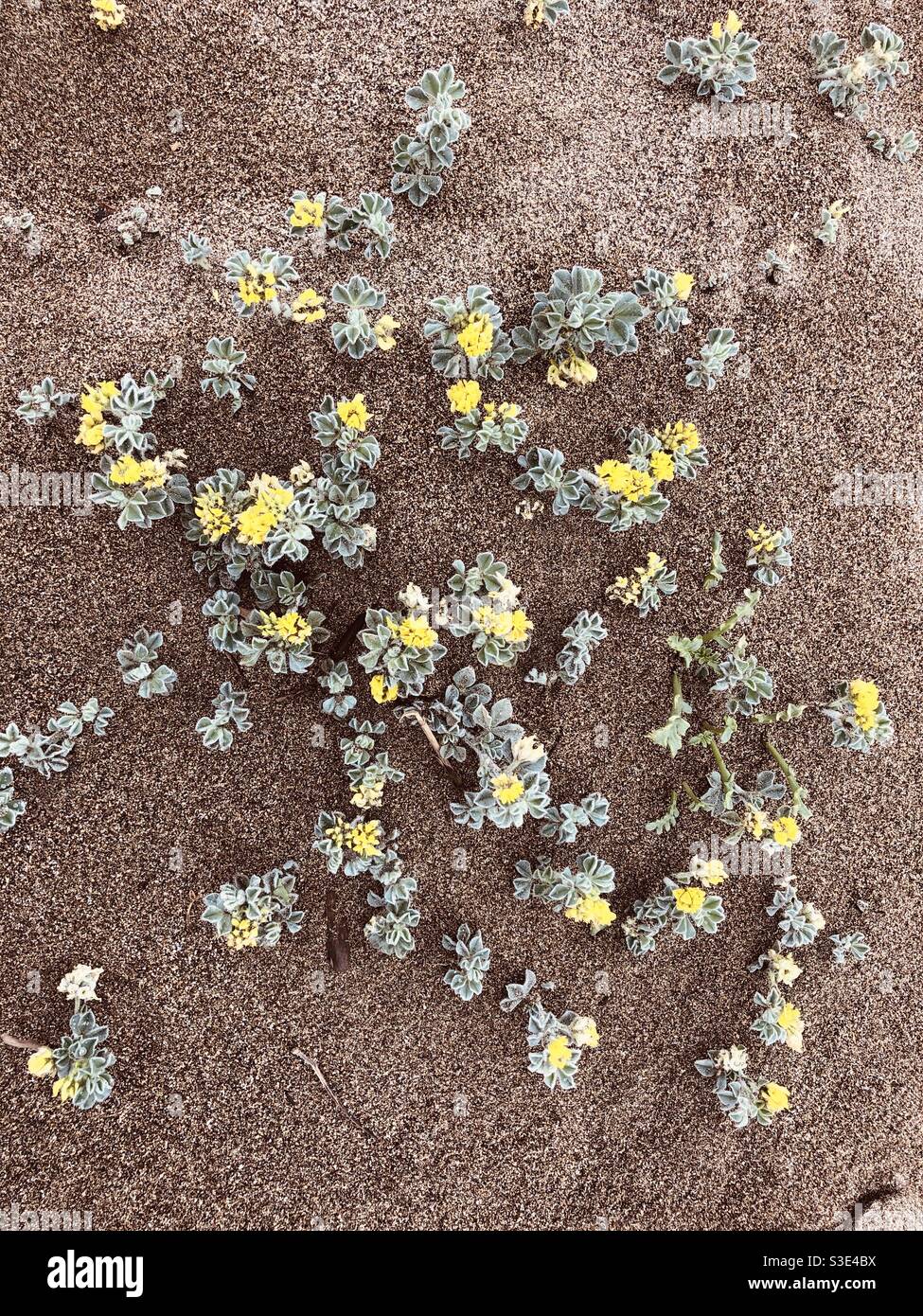 Velvet leaves plant hi-res stock photography and images - Alamy