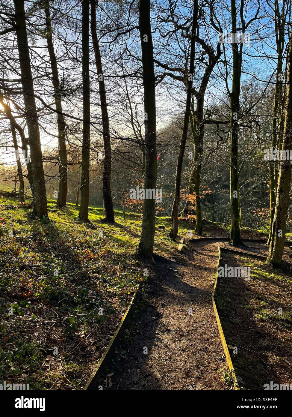 Tall trees sunset hi-res stock photography and images - Alamy