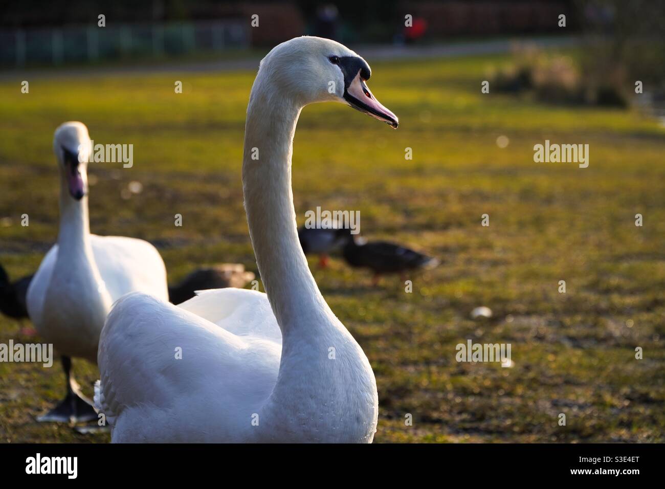 Swan park hi-res stock photography and images - Alamy