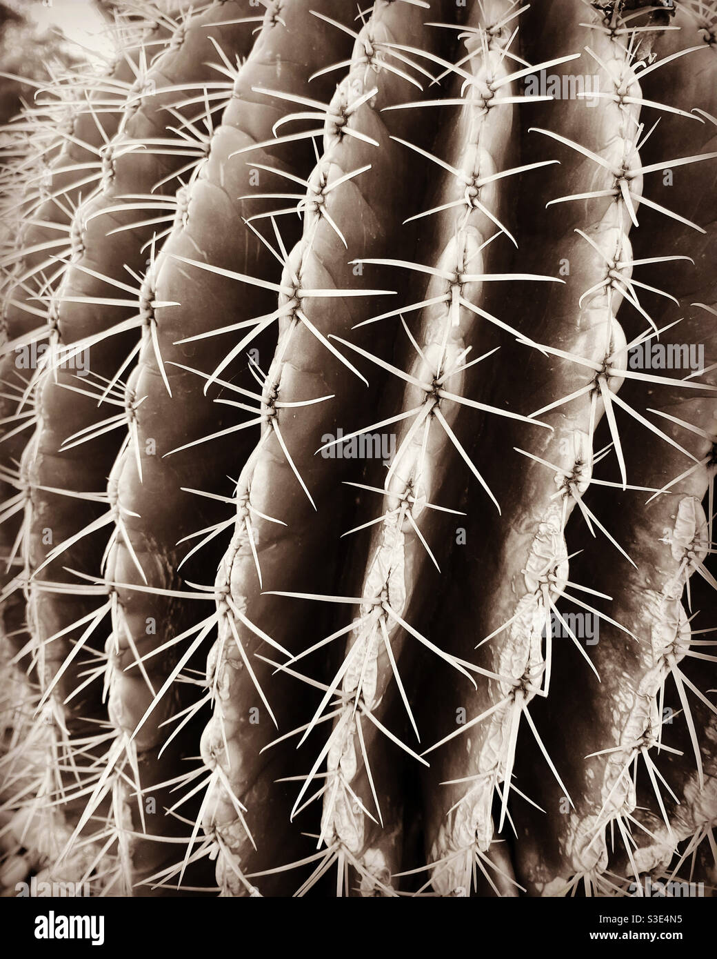 Cactus needles hi-res stock photography and images - Alamy