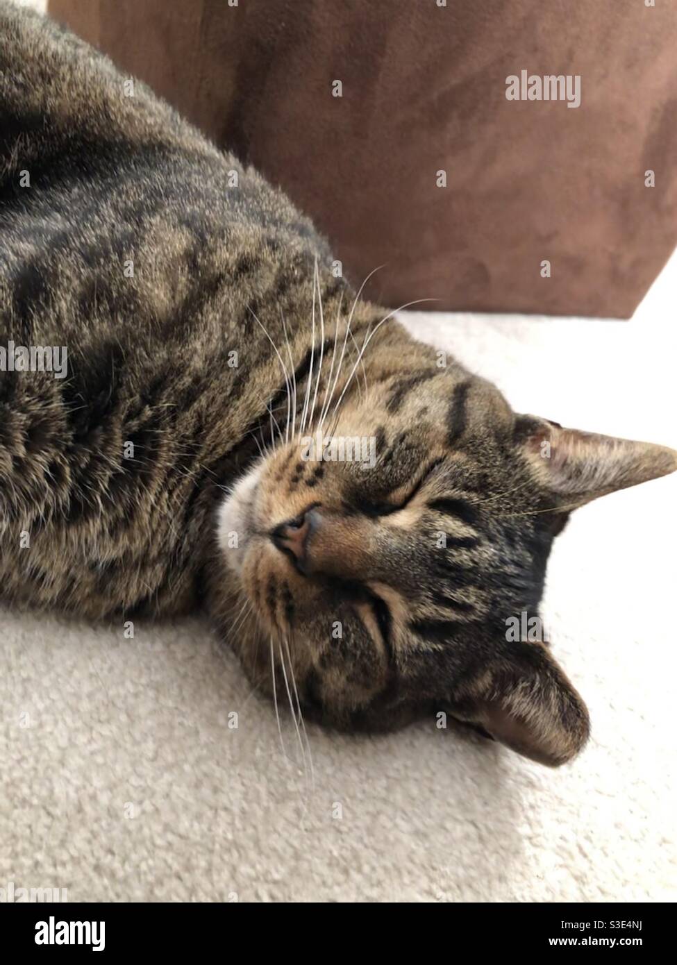 Cat with clipped ear hi-res stock photography and images - Alamy