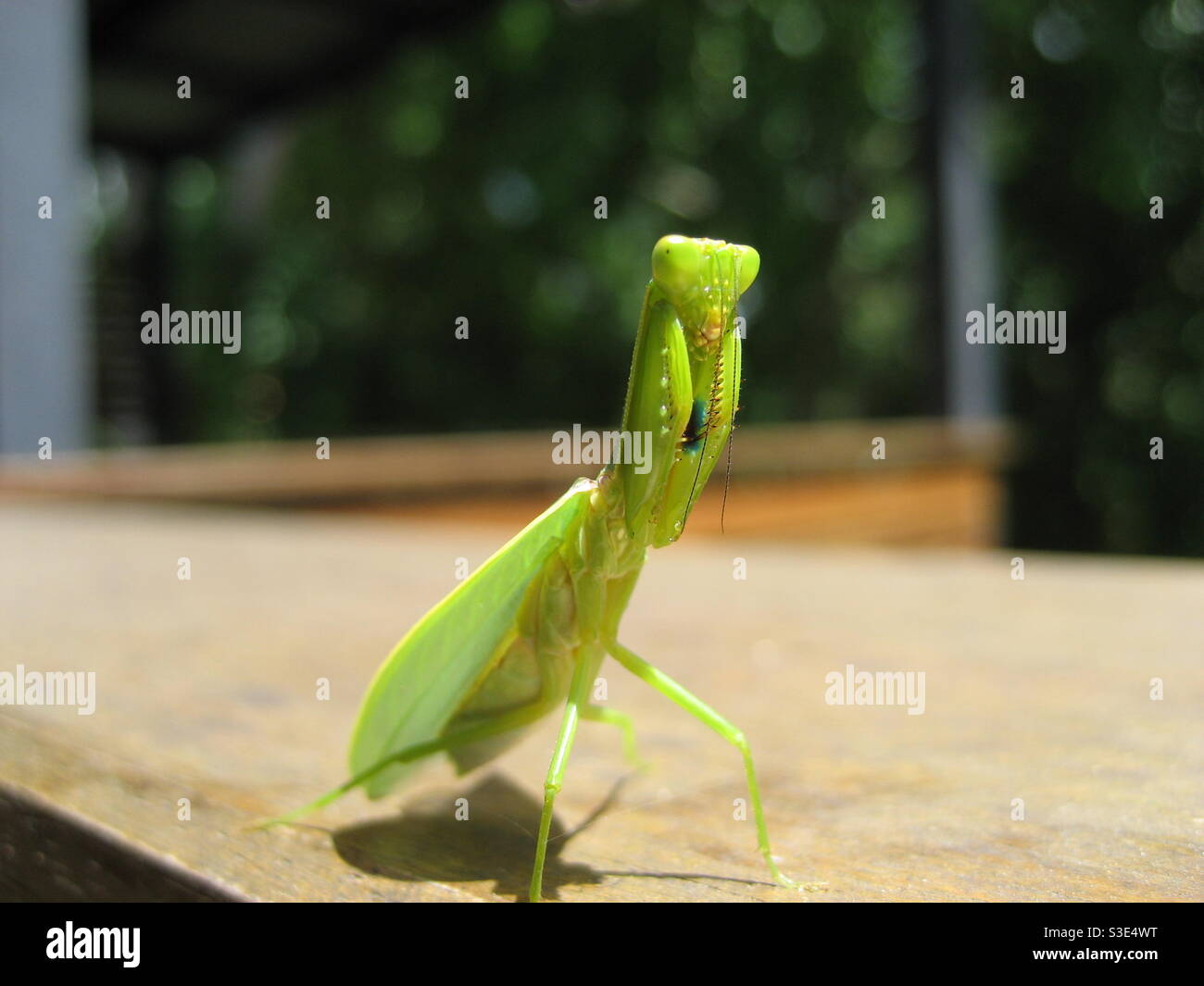 Mantis mini hi-res stock photography and images - Alamy