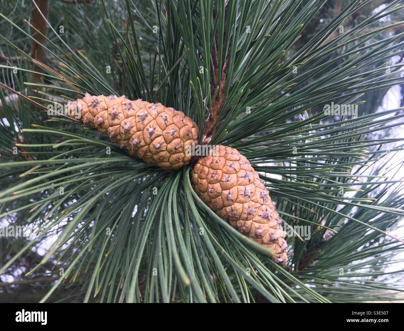 Spikes of a pine hi-res stock photography and images - Alamy