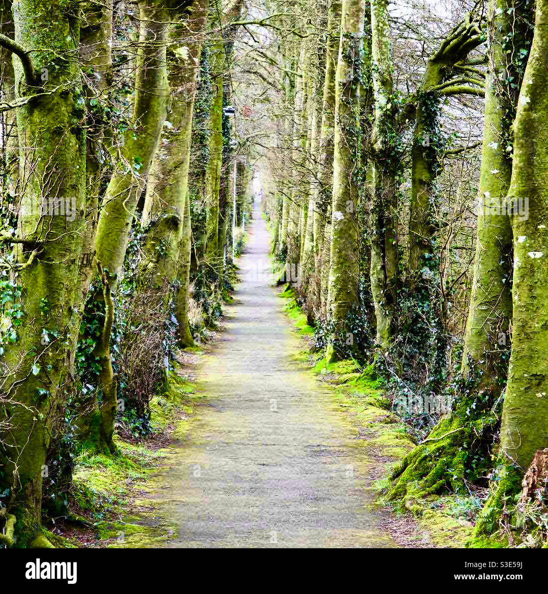 Holly tree ireland hi-res stock photography and images - Alamy