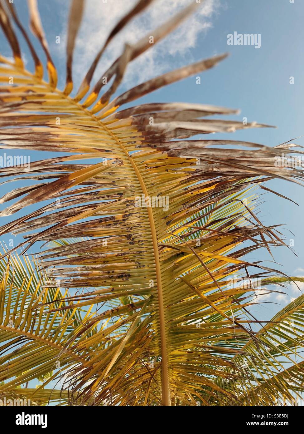 Yellow palm hi-res stock photography and images - Alamy