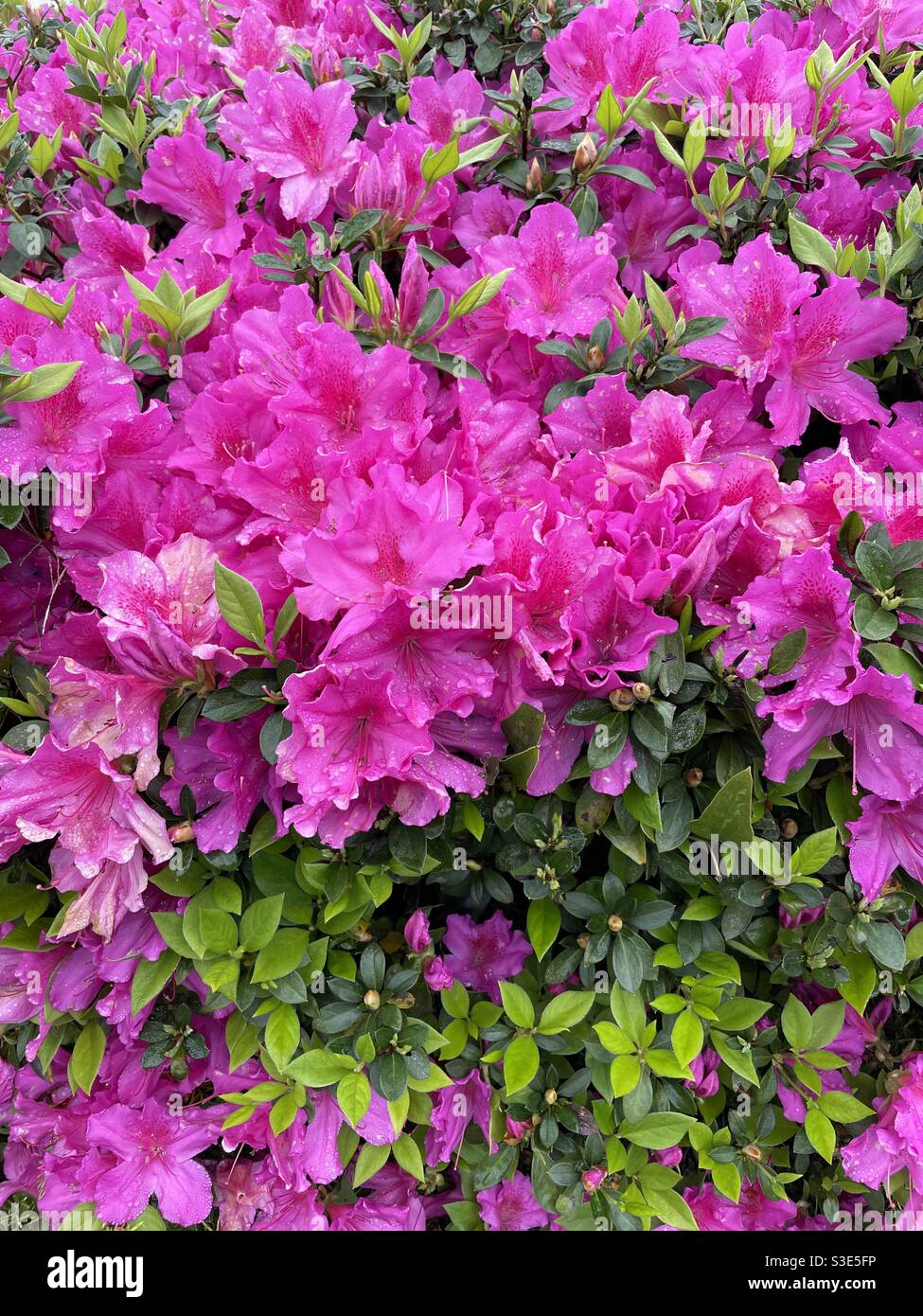 Full frame of flowers hi-res stock photography and images - Alamy
