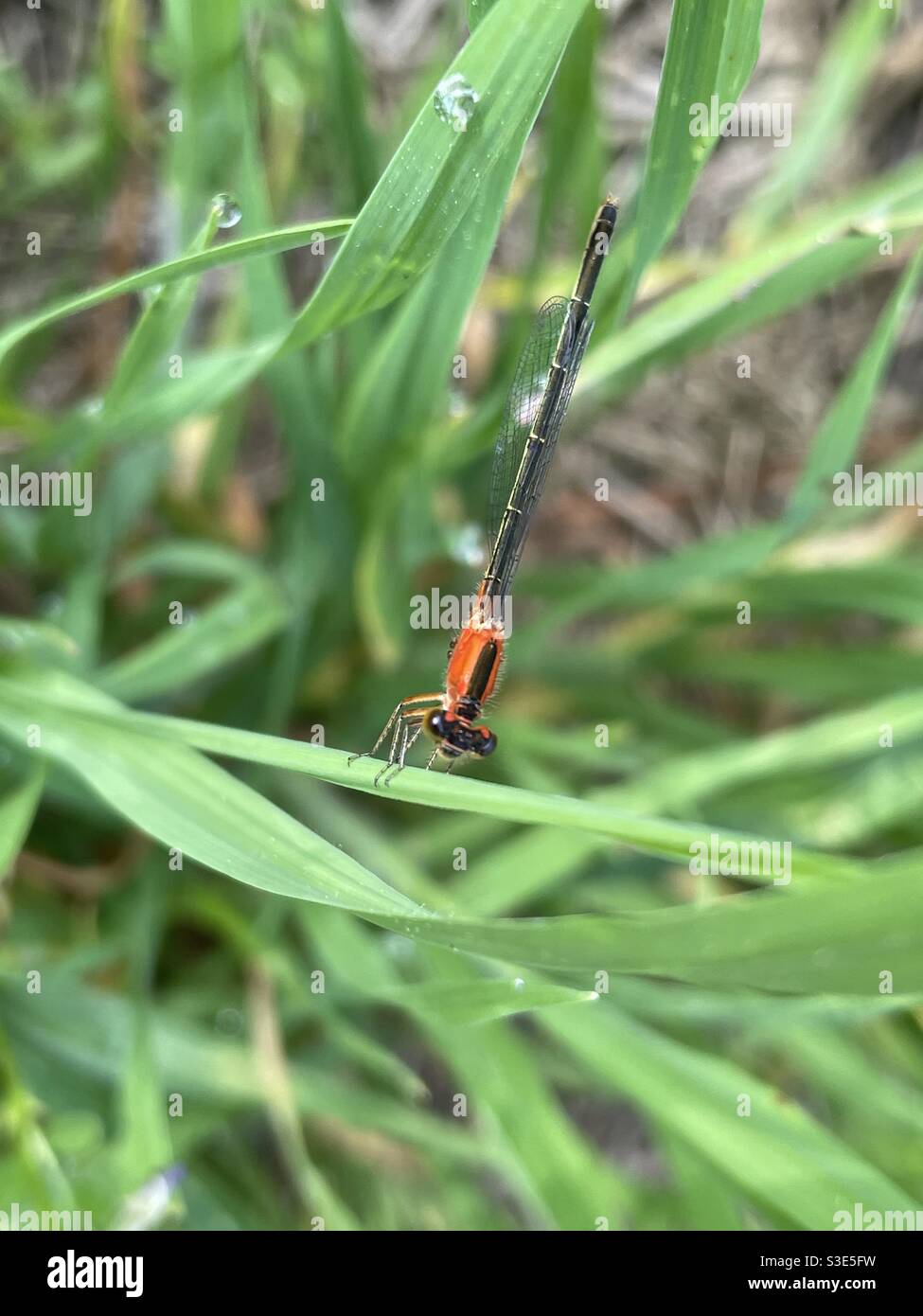 Orange damselfly on green forest plants Stock Photo - Alamy