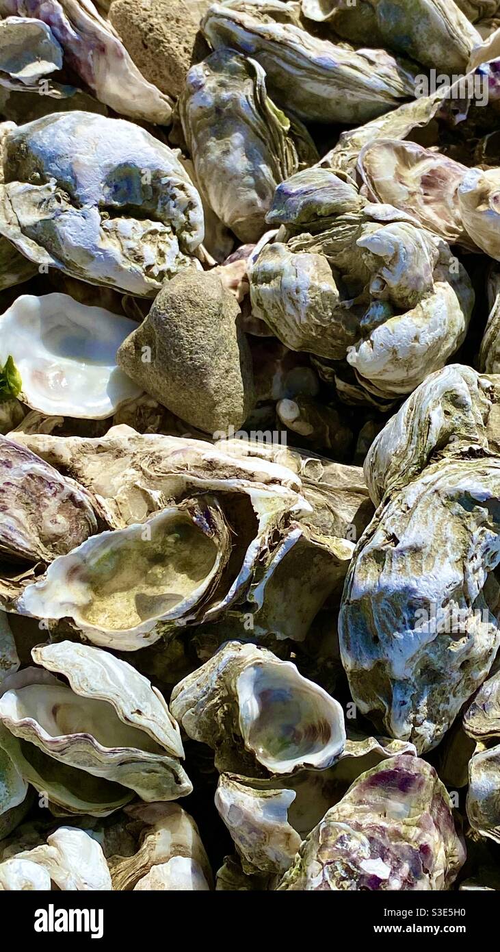Empty oyster shells Stock Photo - Alamy