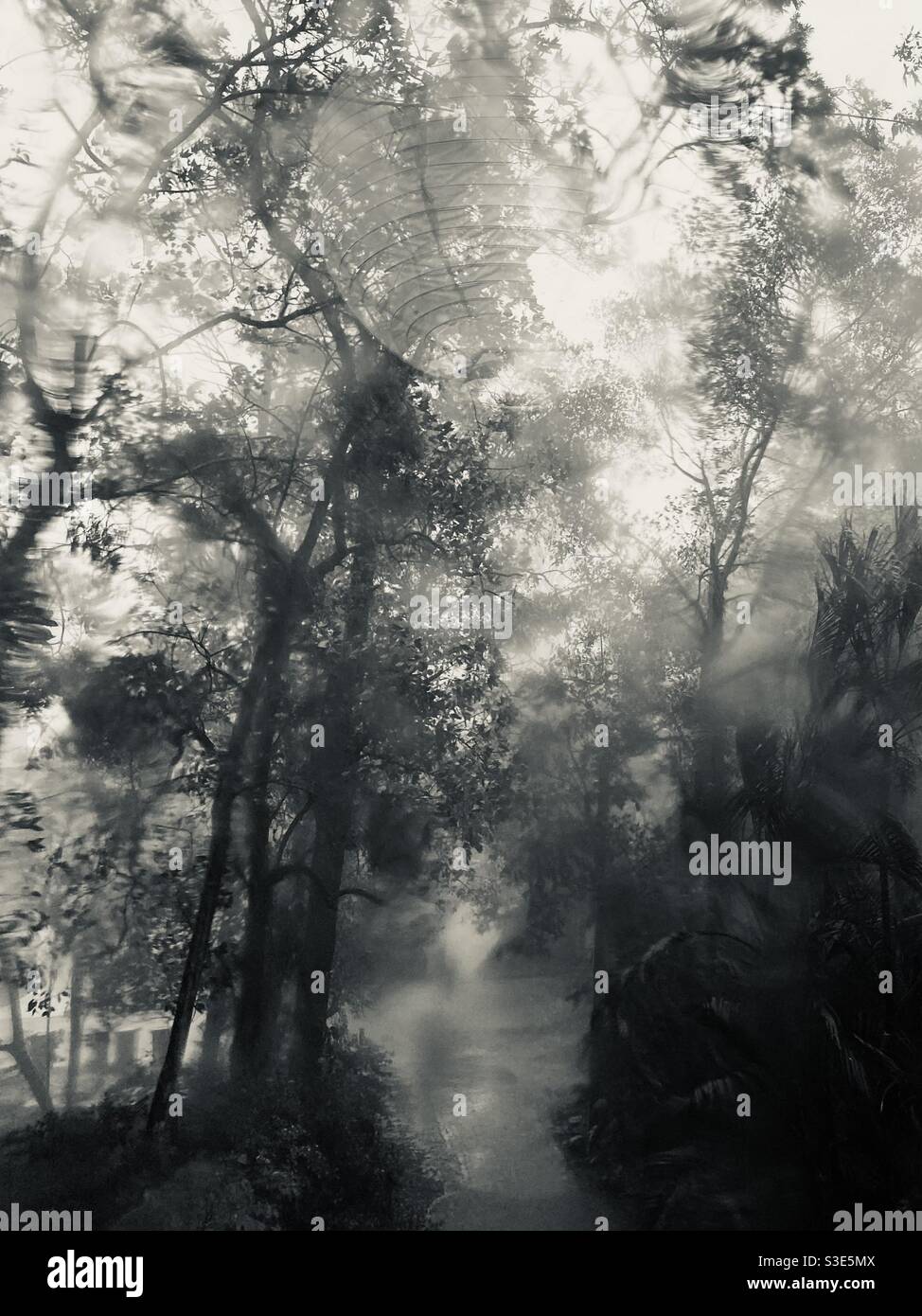 Trees through window hi-res stock photography and images - Alamy