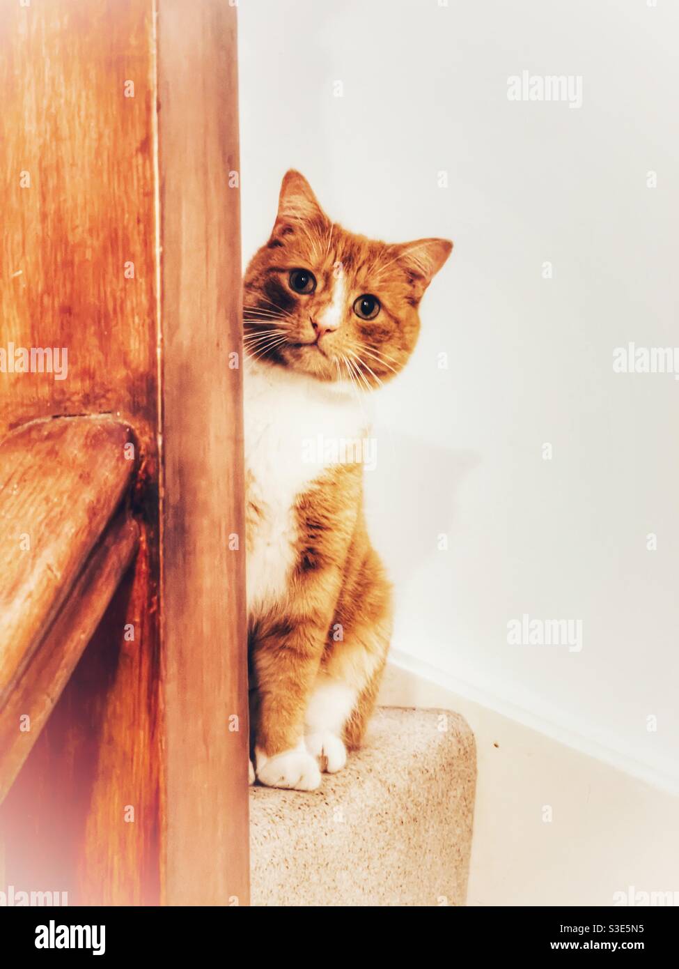 Ginger cat looking behind wooden bannister Stock Photo - Alamy