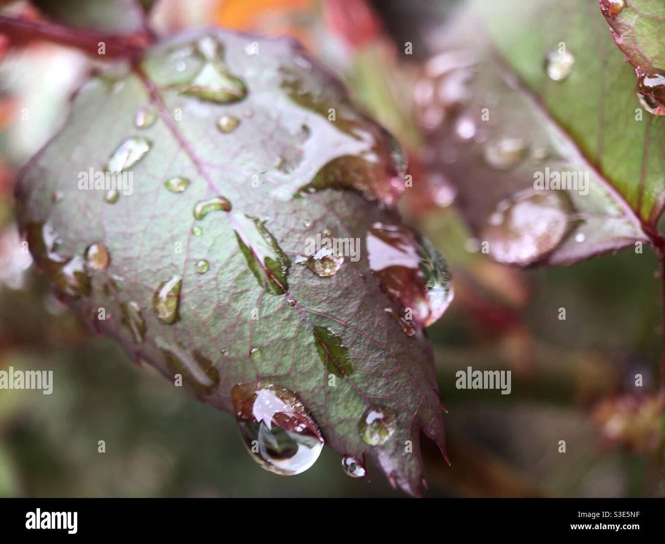 Horopito hi-res stock photography and images - Alamy