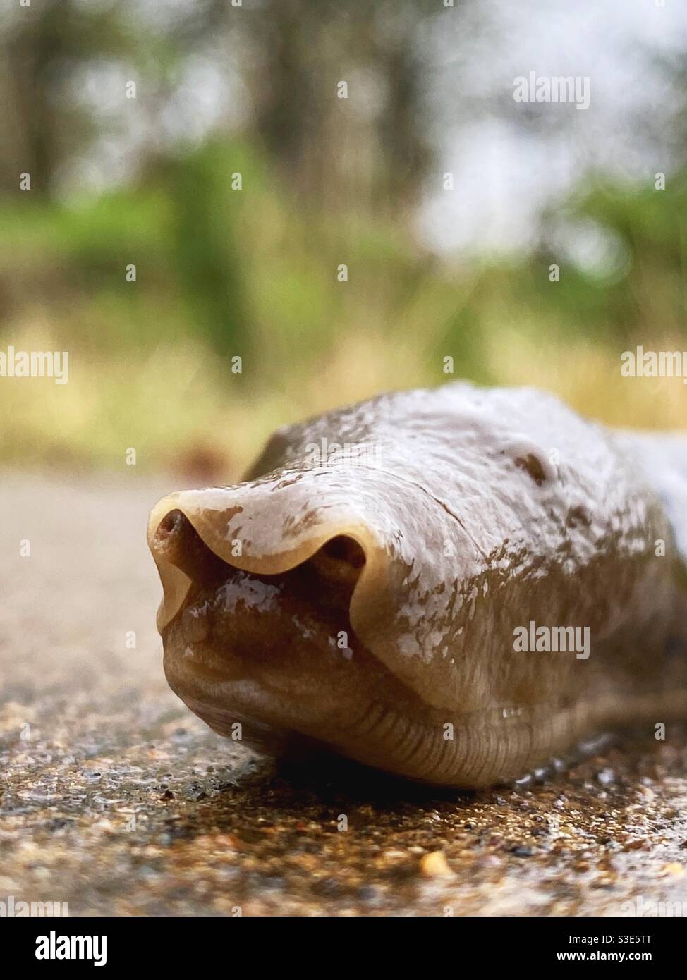 Slug banana hi-res stock photography and images - Alamy