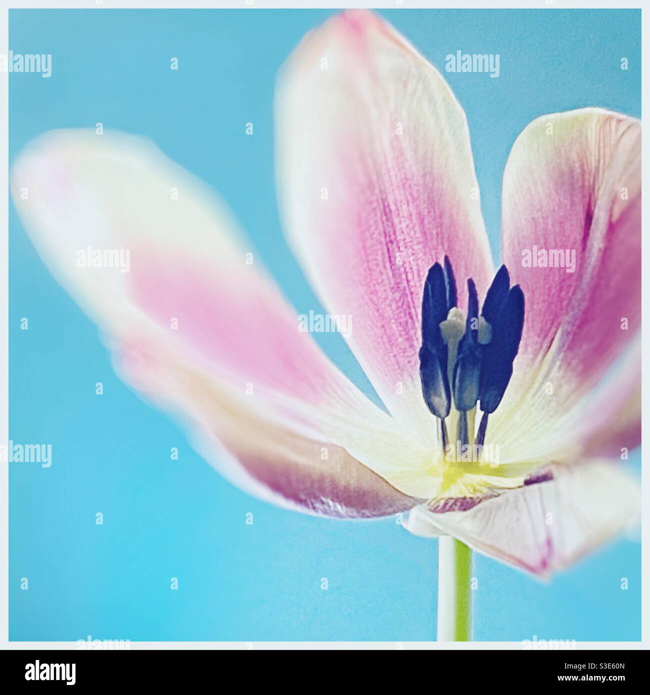 Tulip colour hi-res stock photography and images - Alamy