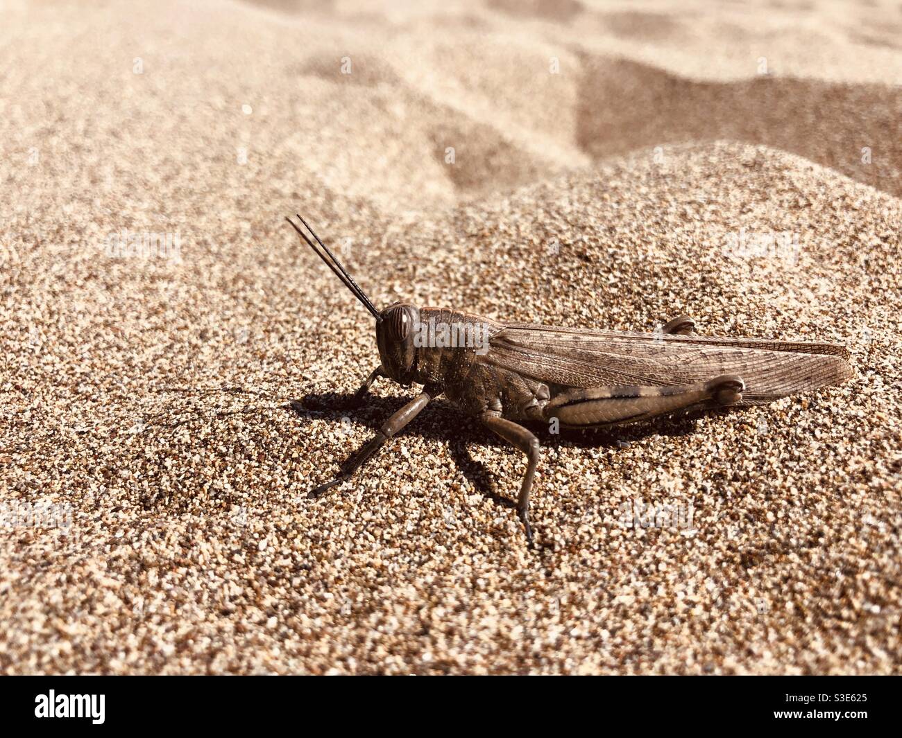 Close up shot of a grasshopper on sand Stock Photo - Alamy