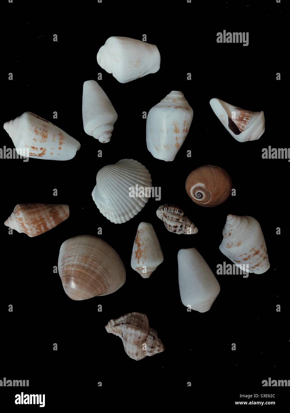 Collection of seashells on black background Stock Photo - Alamy