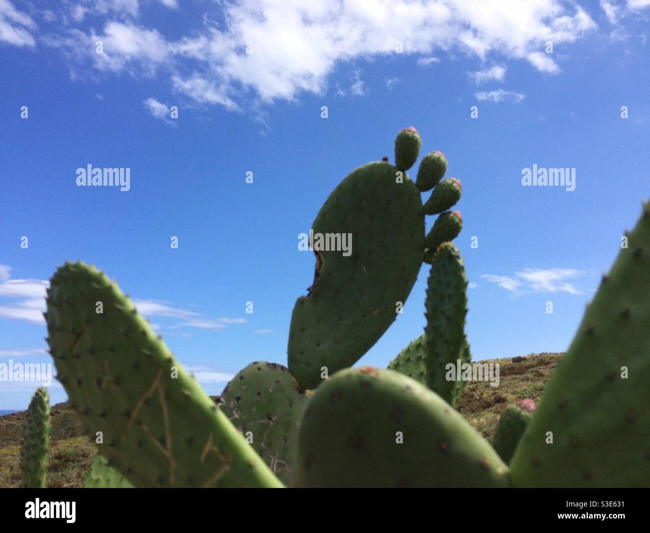 Foot like cactus hi-res stock photography and images - Alamy