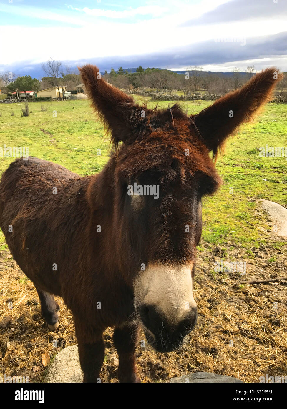 Burros mirando hi-res stock photography and images - Alamy