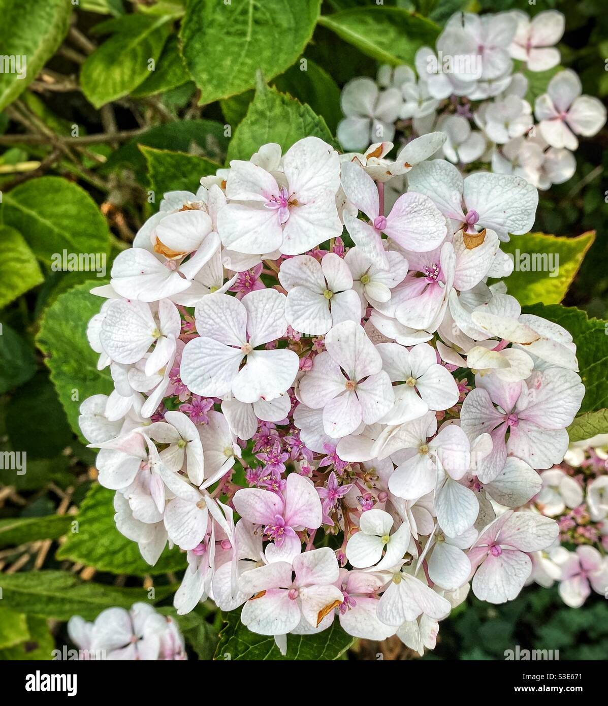 Pretty white flowers Stock Photo - Alamy