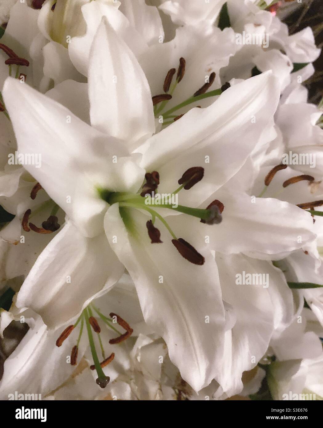 Pretty lilies hi-res stock photography and images - Alamy