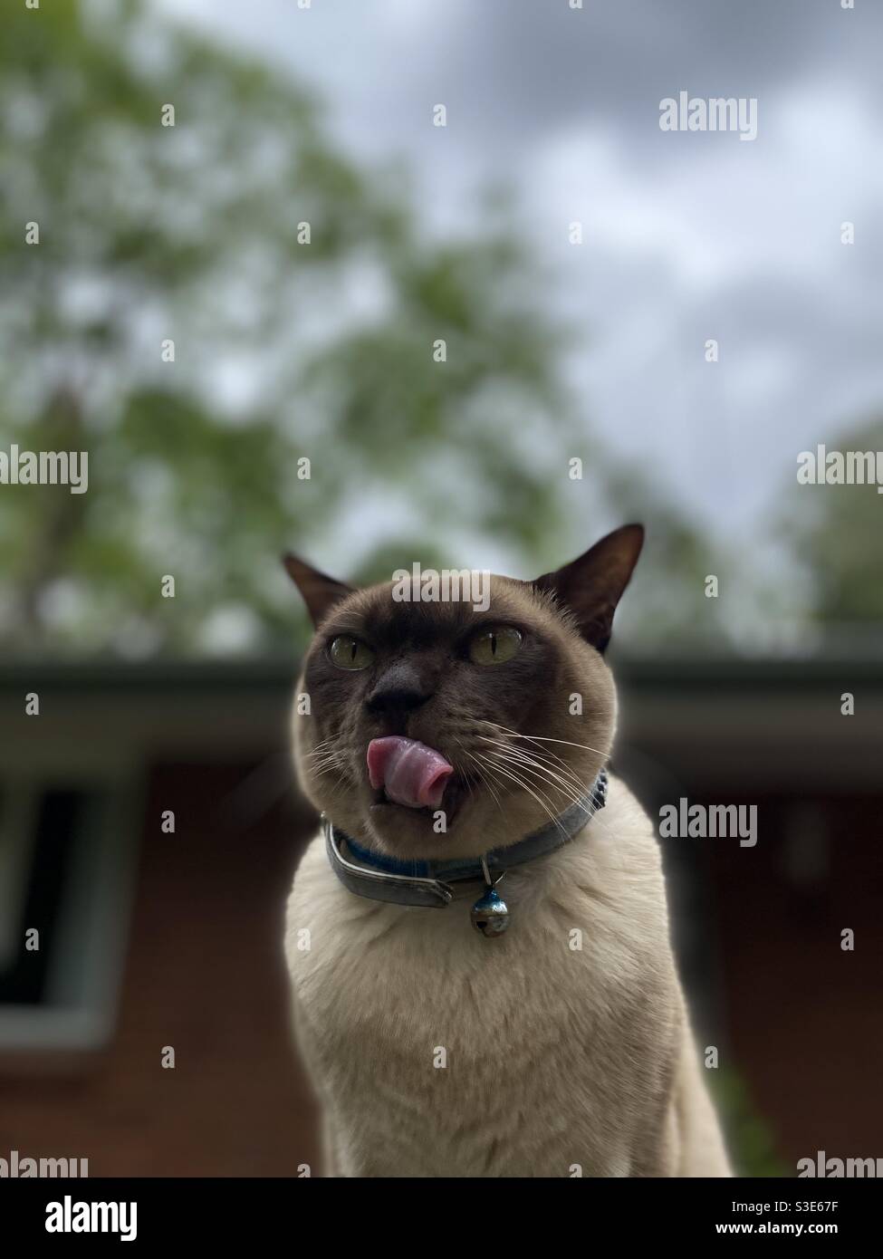 Bell Tongue High Resolution Stock Photography and Images - Alamy