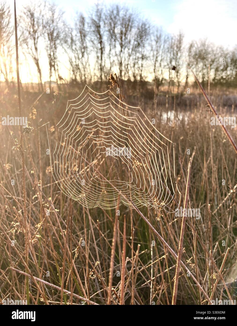 Spider web sunshine hi-res stock photography and images - Alamy