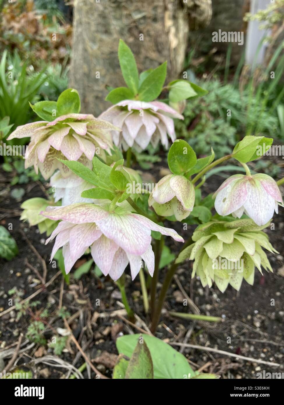Pink and green Lenten rose plant flowers in bloom.in the garden Stock ...