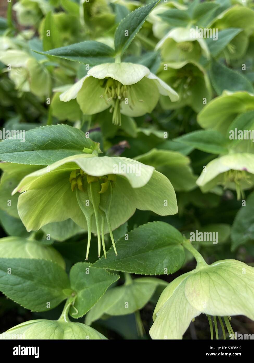 Lenten Roses High Resolution Stock Photography and Images - Alamy