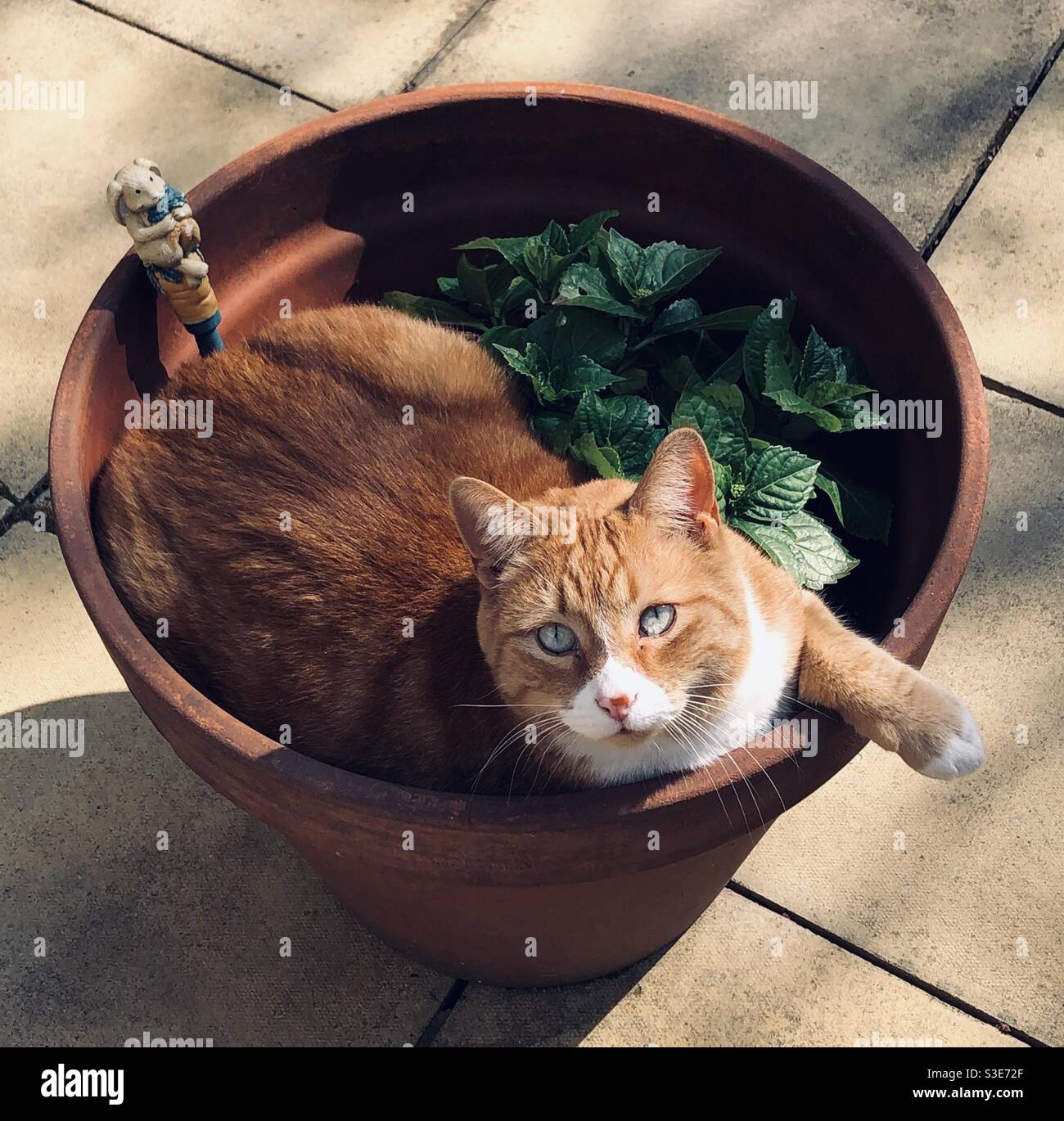 Ginger pot plant hi-res stock photography and images - Alamy