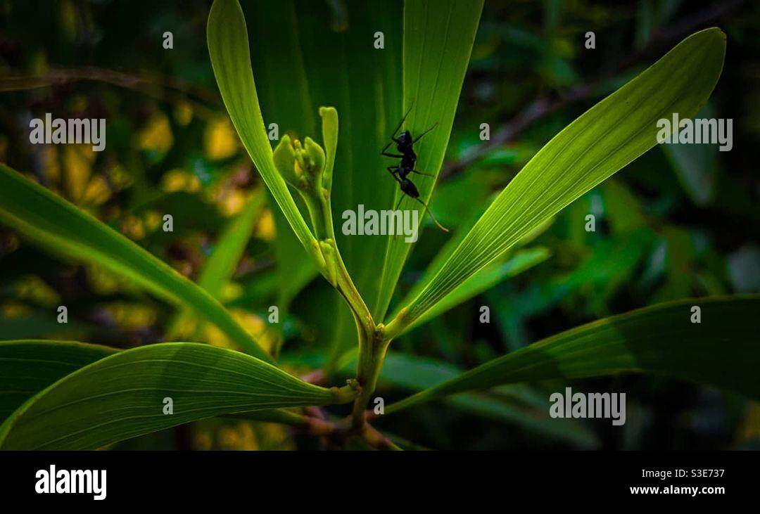 Incent hi-res stock photography and images - Alamy