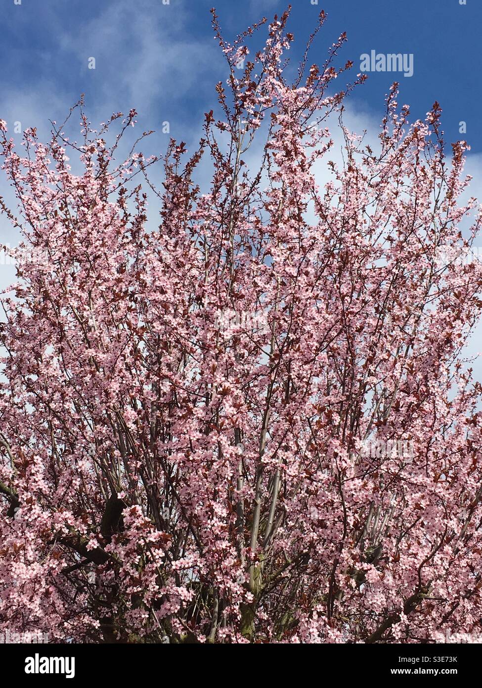 Tree branches pretty pink hi-res stock photography and images - Alamy