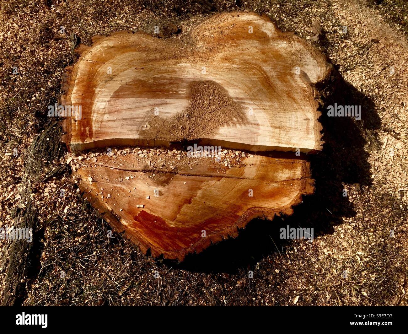Two-step cut reveals rings and rich texture of a Maple tree, Ontario ...