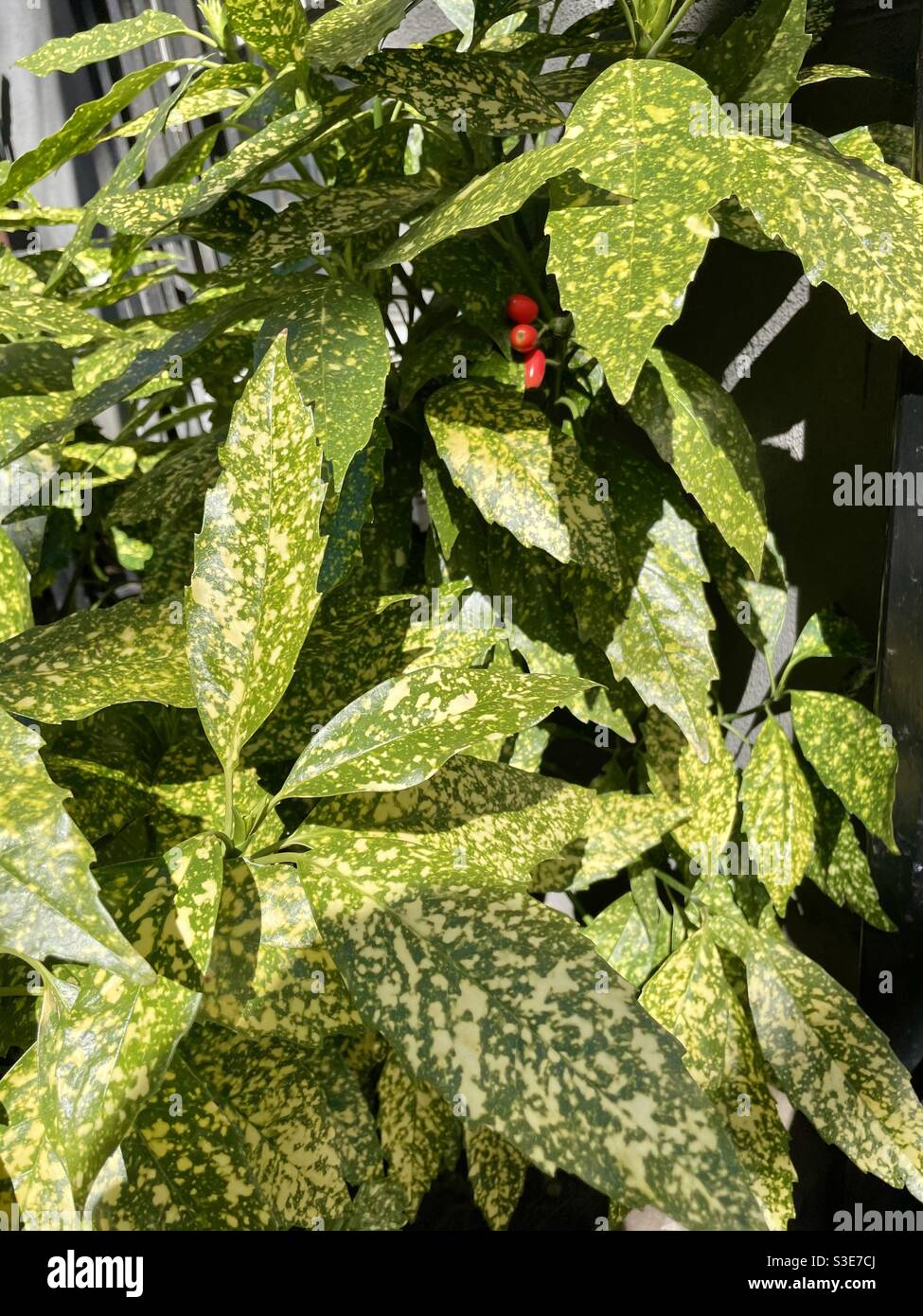 Green leaves with red berries Stock Photo - Alamy