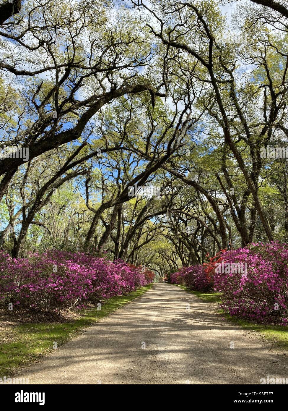 Live oak trees and blooming azaleas lining a driveway Stock Photo - Alamy