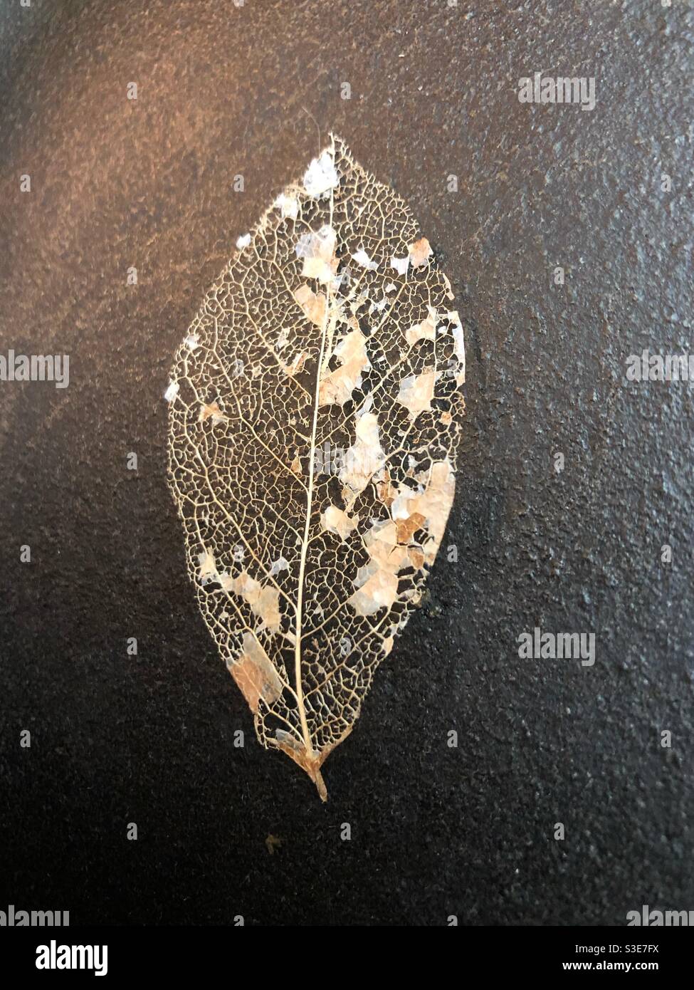 Leaf skeleton hi-res stock photography and images - Alamy
