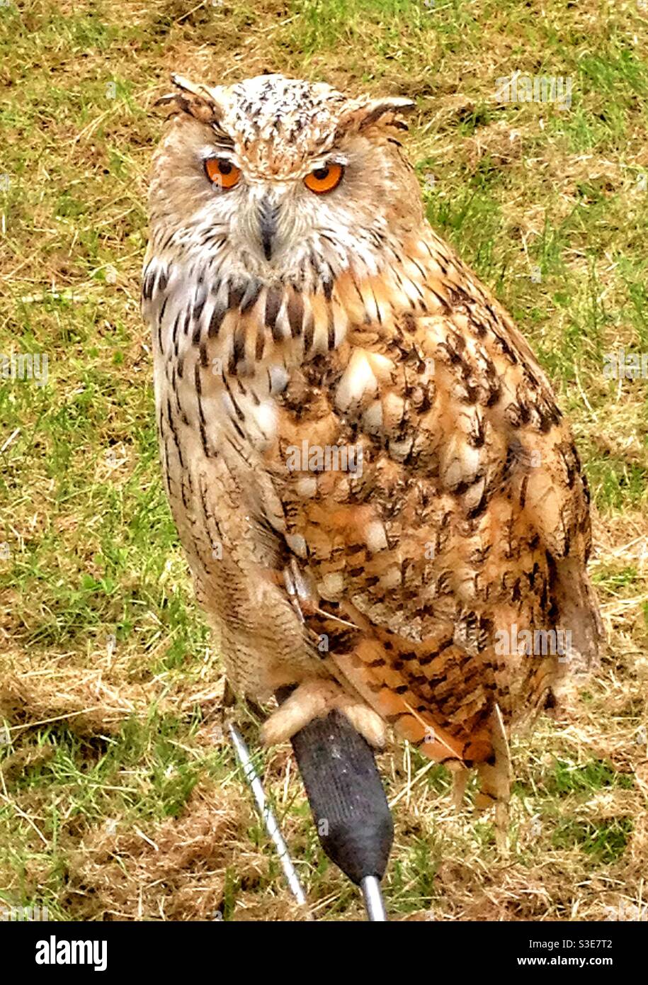 Wise old birds hi-res stock photography and images - Alamy