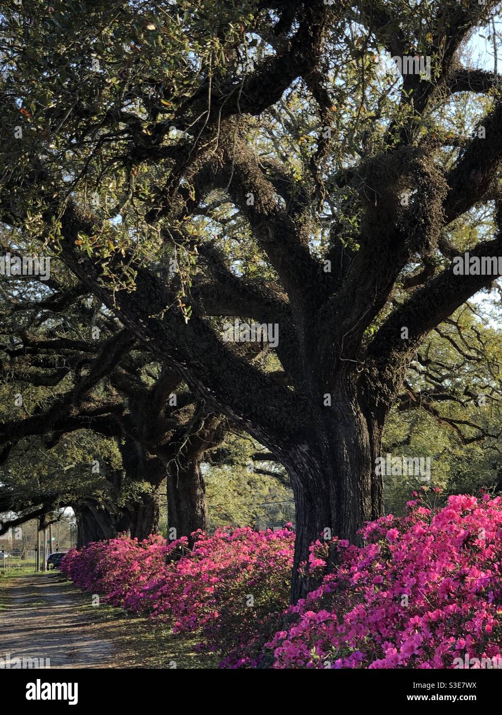 Azaleas oak hi-res stock photography and images - Alamy