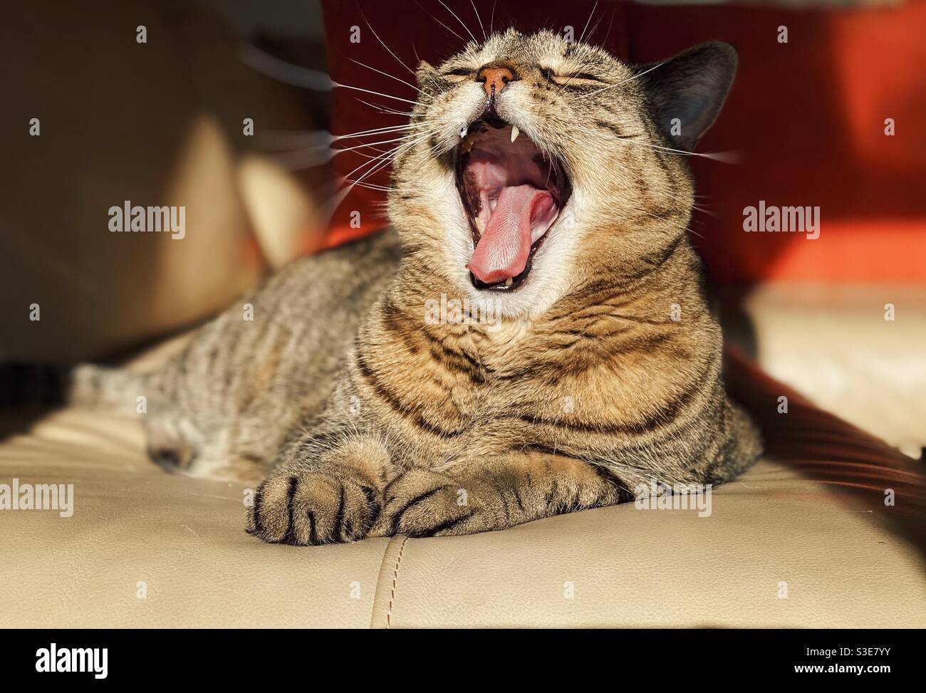 Wide yawn hi-res stock photography and images - Alamy
