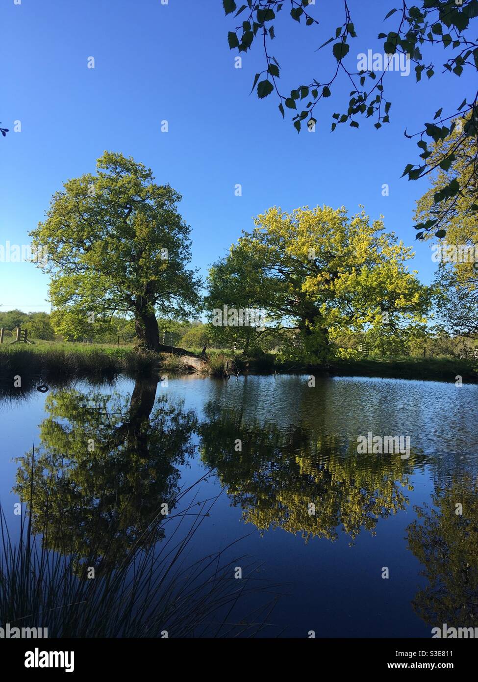 Oak tree summer scotland hi-res stock photography and images - Alamy