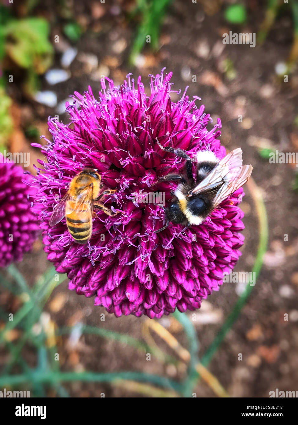 Honey bee and Bumble bee on a cone flower Stock Photo - Alamy