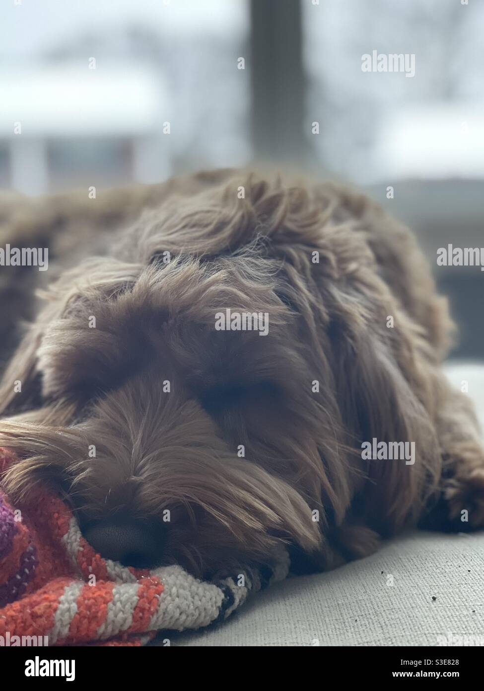 Lazy nap hi-res stock photography and images - Alamy